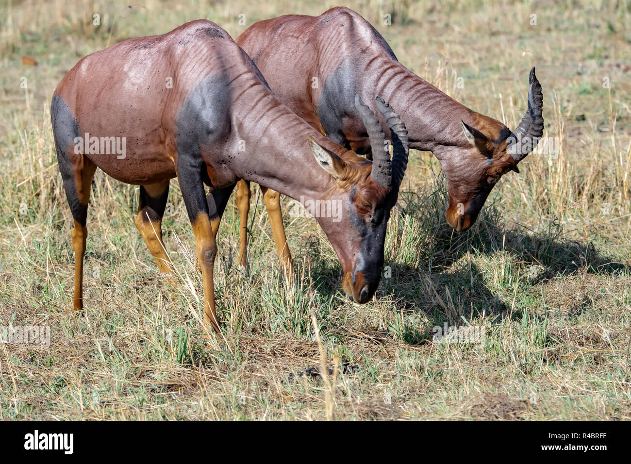 Topi (Damaliscus lunatus jimela) in Masai Mara National Reserve in ...