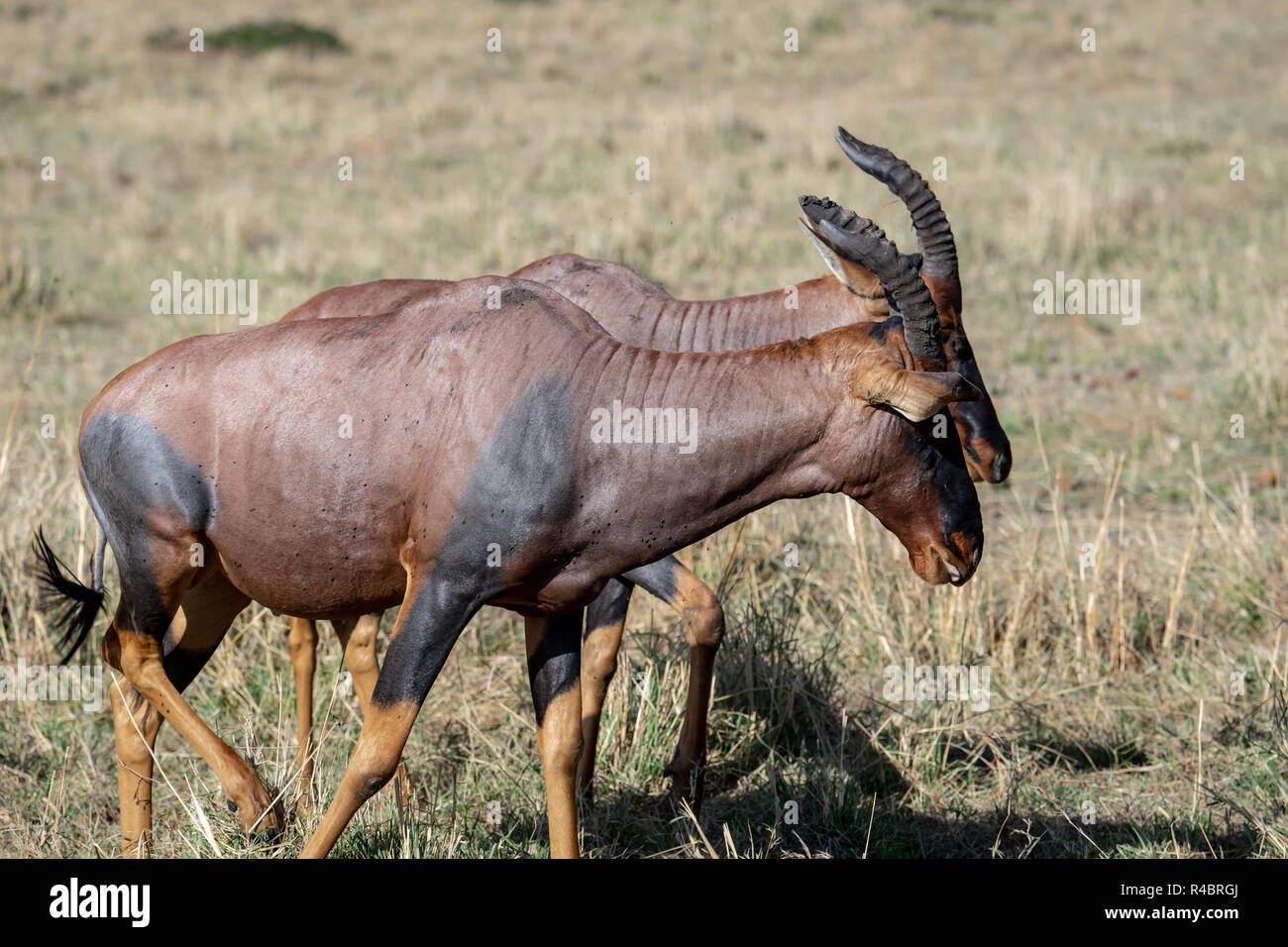 Damalisus hi-res stock photography and images - Alamy