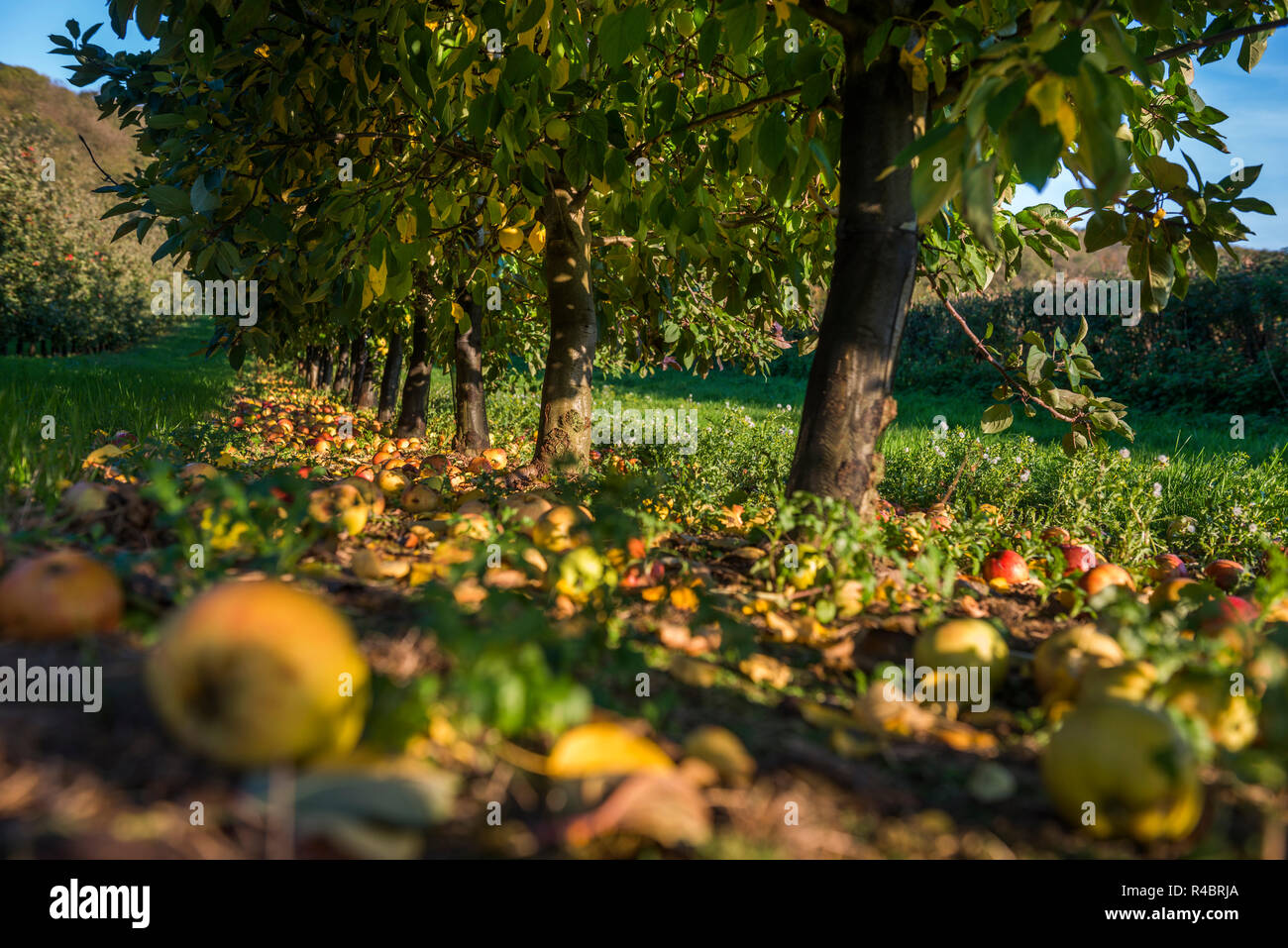 English apples hi-res stock photography and images - Alamy