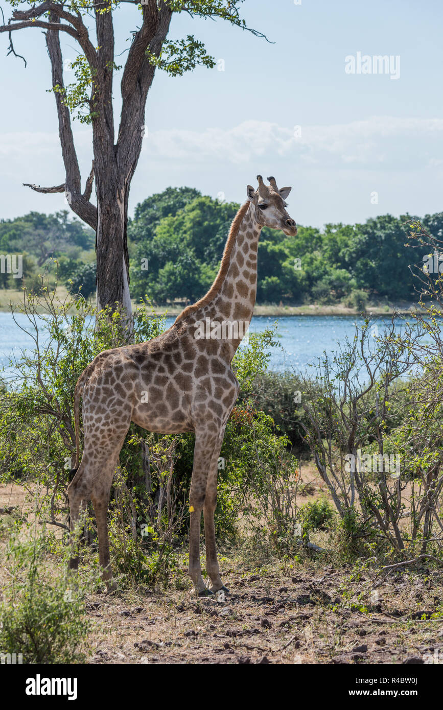 South African giraffe beside tree and river Stock Photo - Alamy