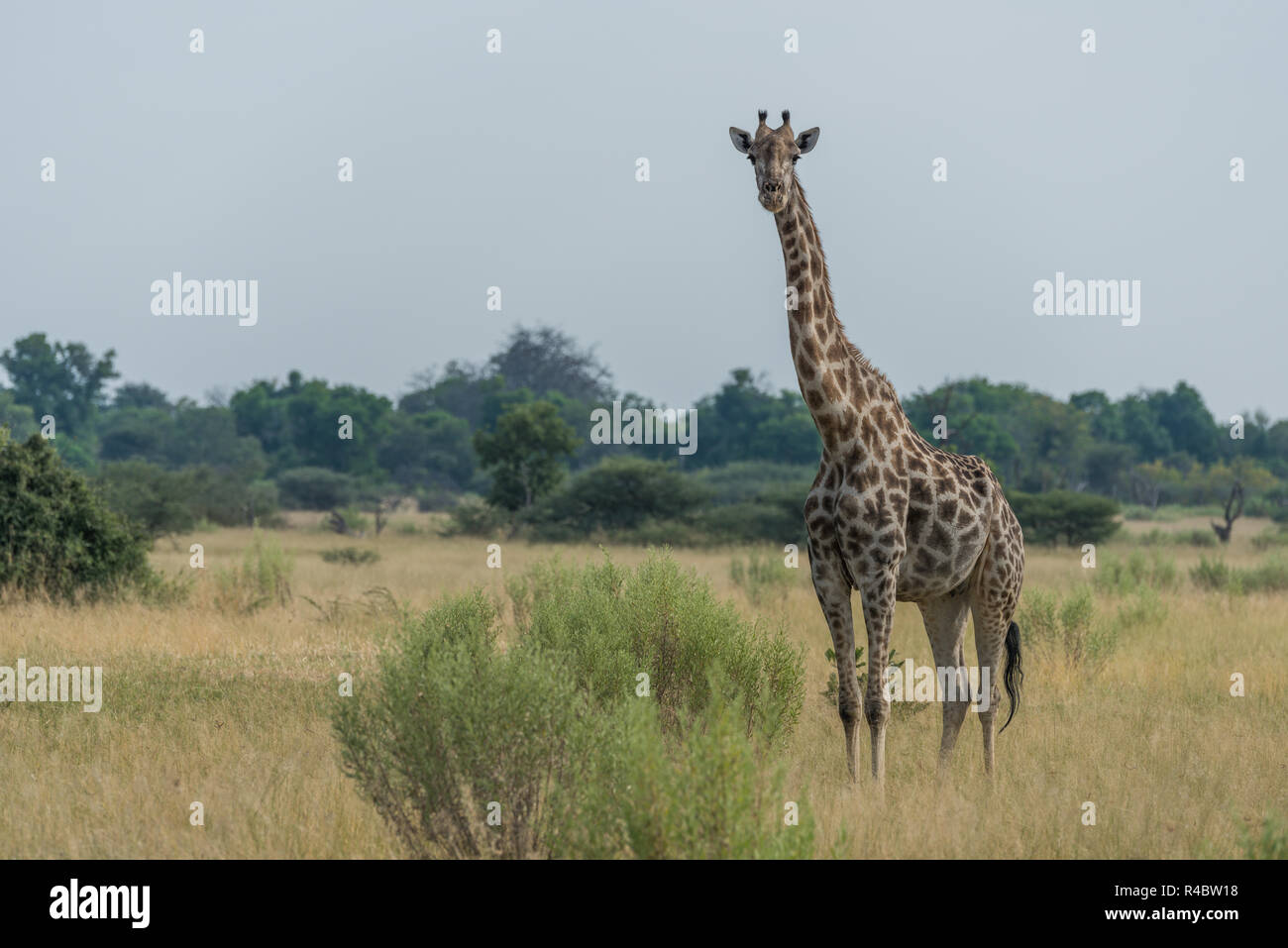 South African giraffe in savannah facing camera Stock Photo - Alamy