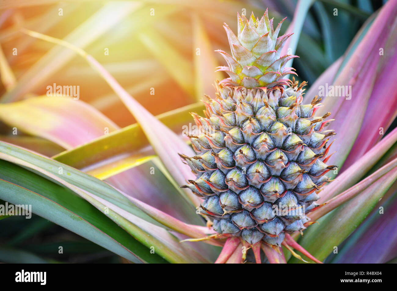 Pineapple field / fresh pineapple in farm organic fruit garden - beautiful fruit young pineapple ...
