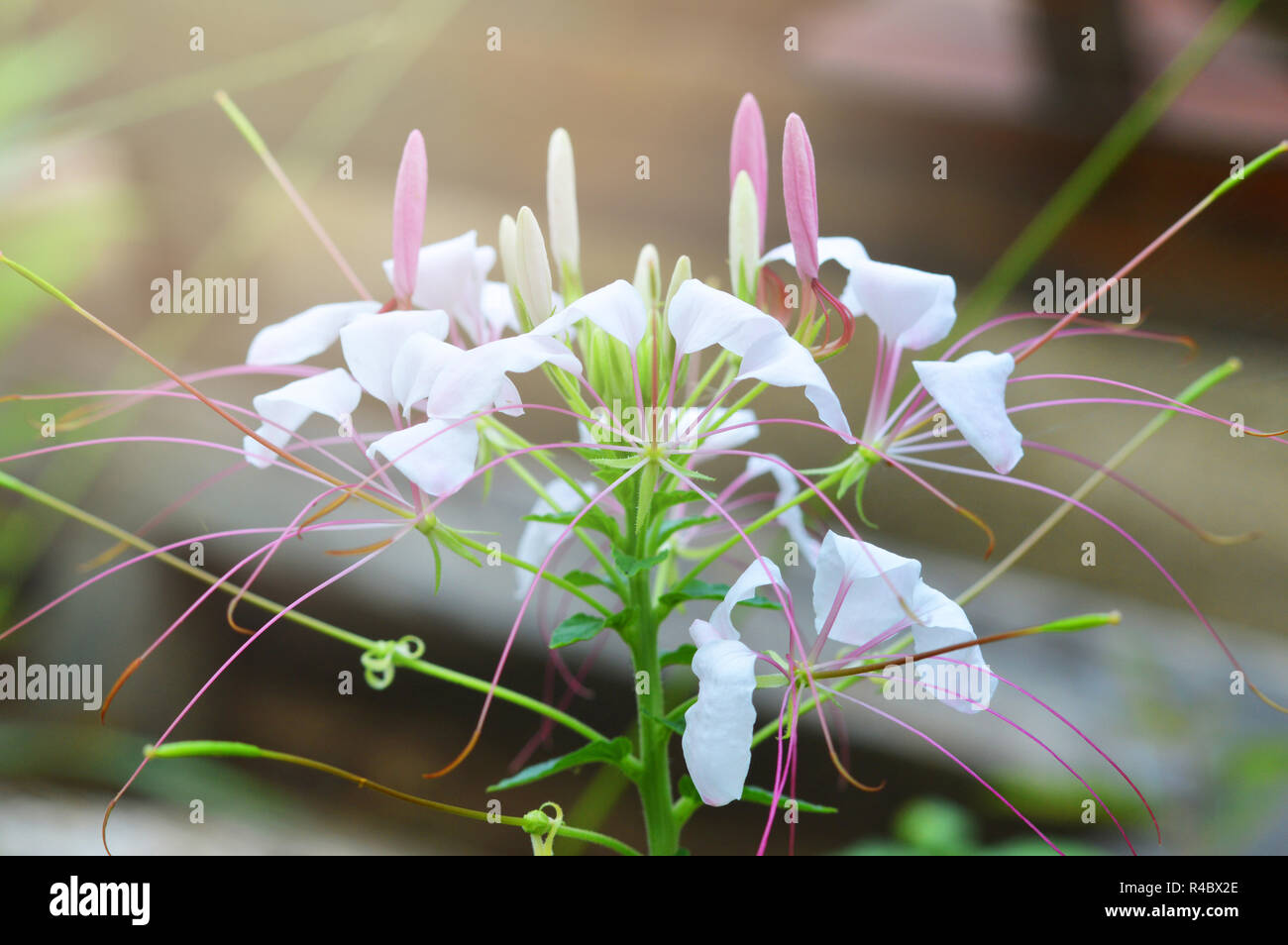 Spider lily field hi-res stock photography and images - Alamy