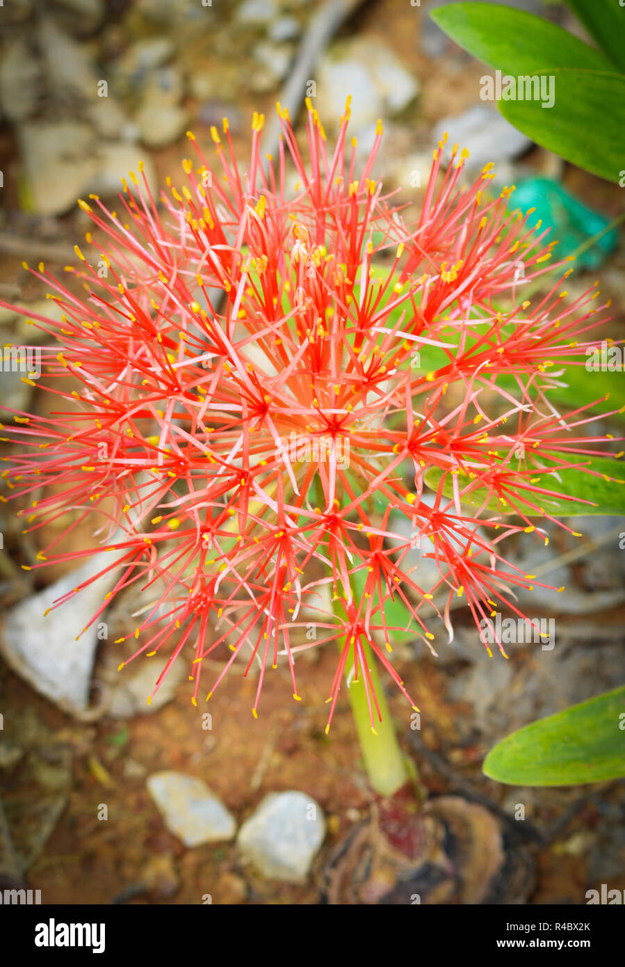 Red spiky flower hi-res stock photography and images - Alamy