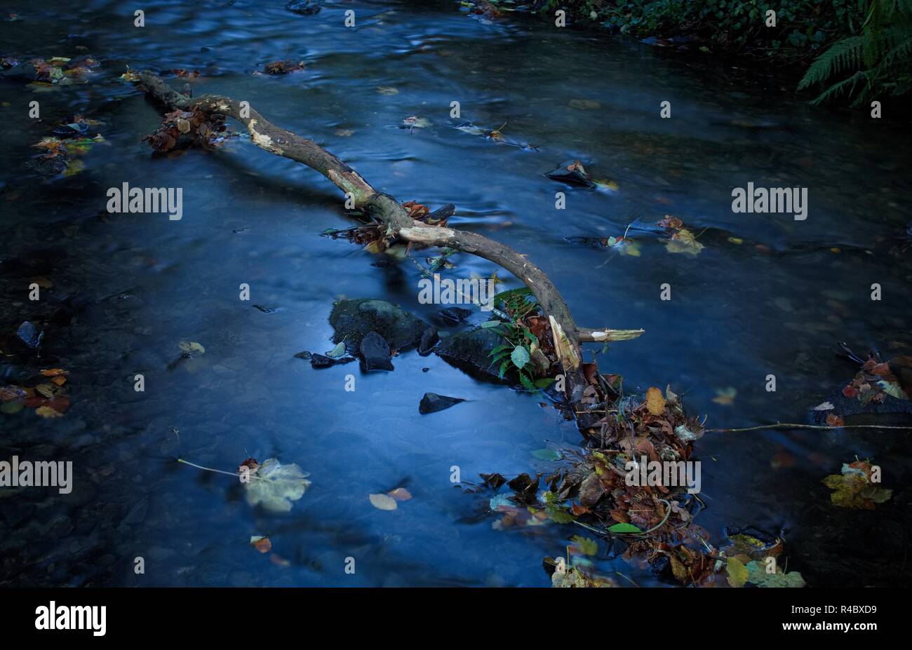 Log floating in water hi-res stock photography and images - Alamy
