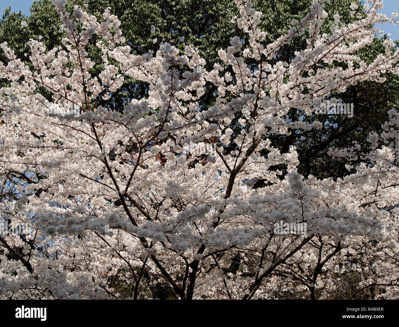 Sakura tree in kyoto hi-res stock photography and images - Alamy