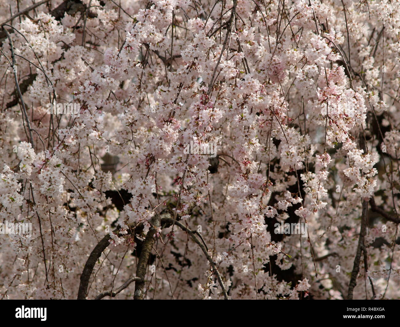 Sakura in full bloom hi-res stock photography and images - Alamy