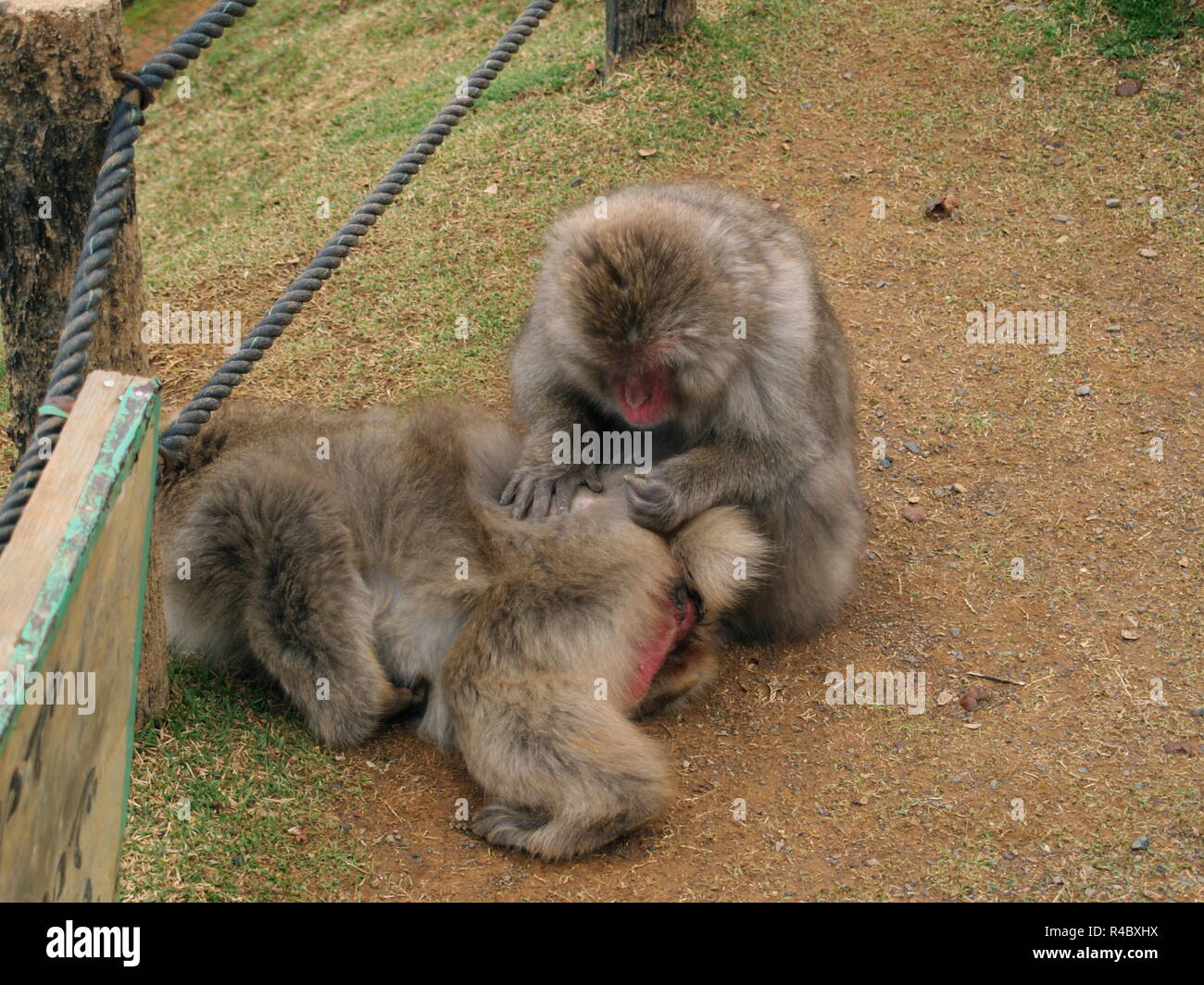 Macaque grooming hi-res stock photography and images - Alamy
