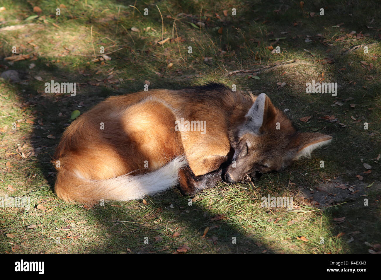 Sleeping wolf hi-res stock photography and images - Alamy