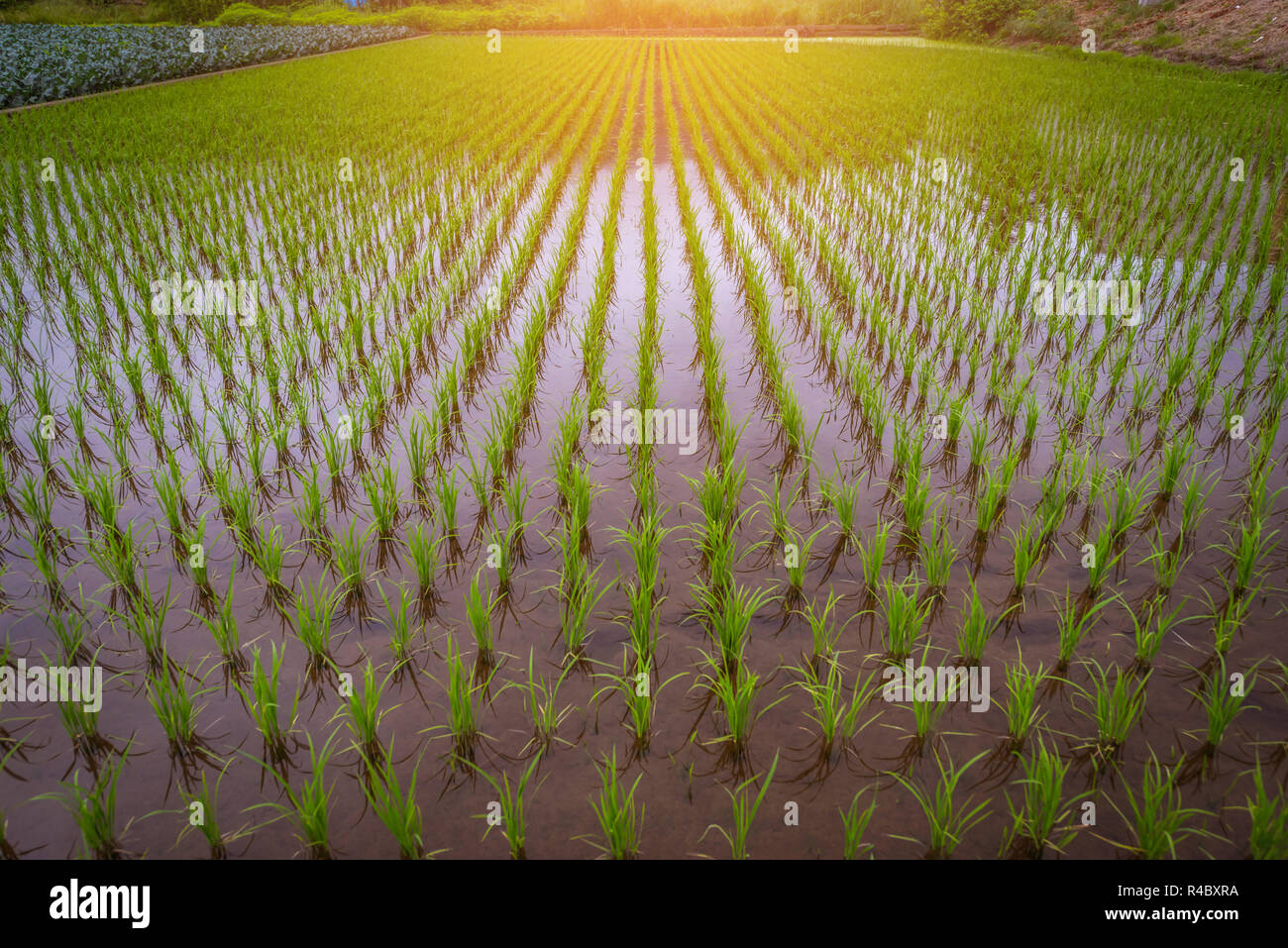 Rice paddy field at sunset Stock Photo - Alamy