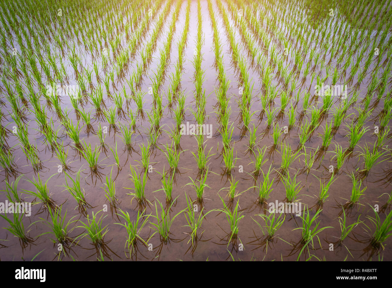 Rice paddy cloud hi-res stock photography and images - Alamy