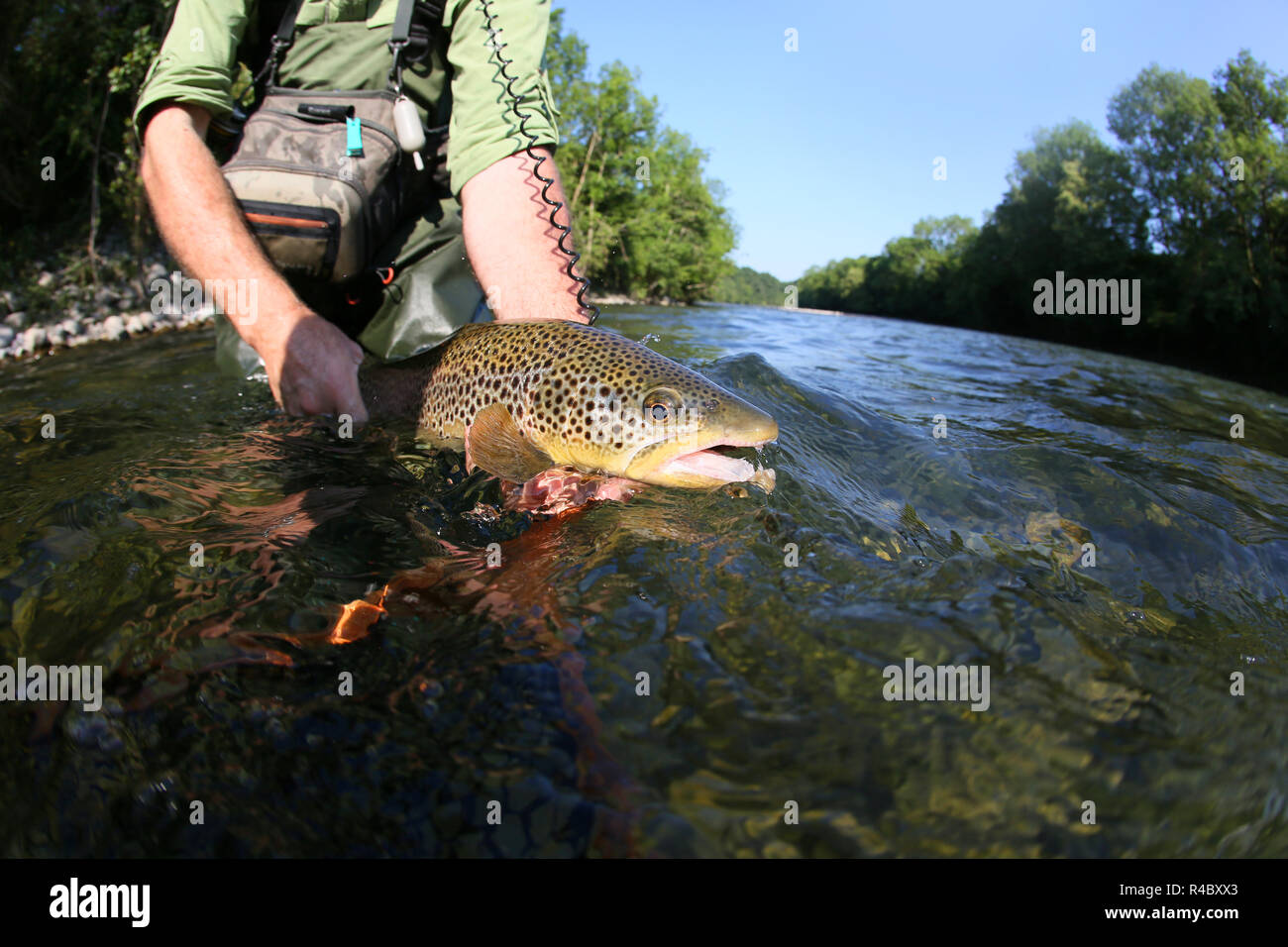 Closeup of fly-fisherman holding brown truit in river Stock Photo - Alamy