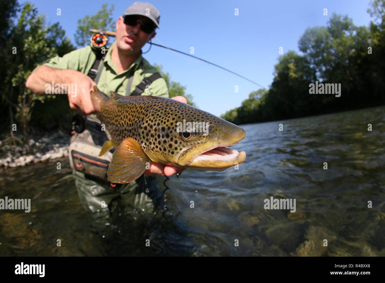 Closeup of fly-fisherman holding brown truit in river Stock Photo - Alamy