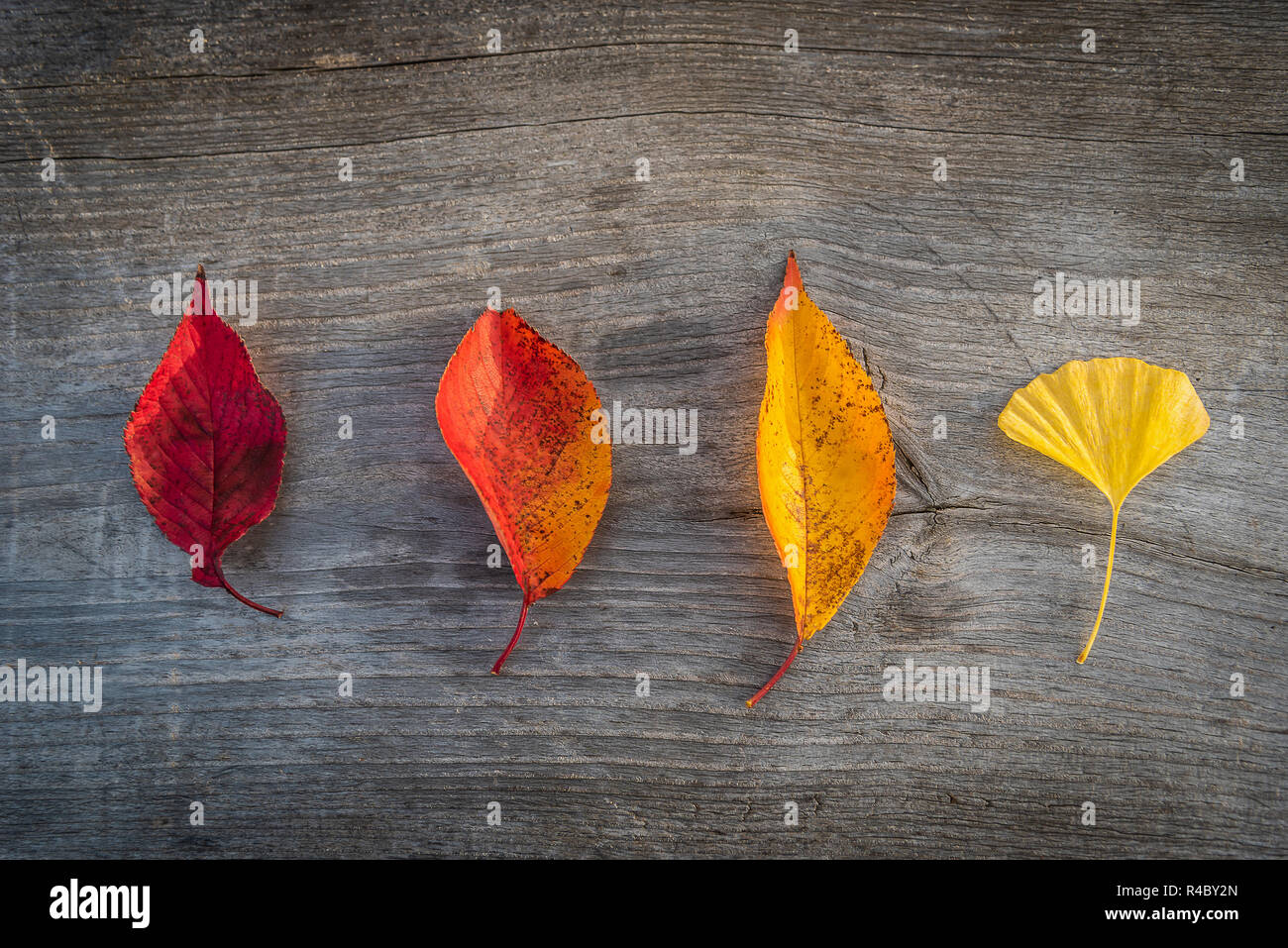 Colorful autumn leaf on wooden table background Stock Photo - Alamy