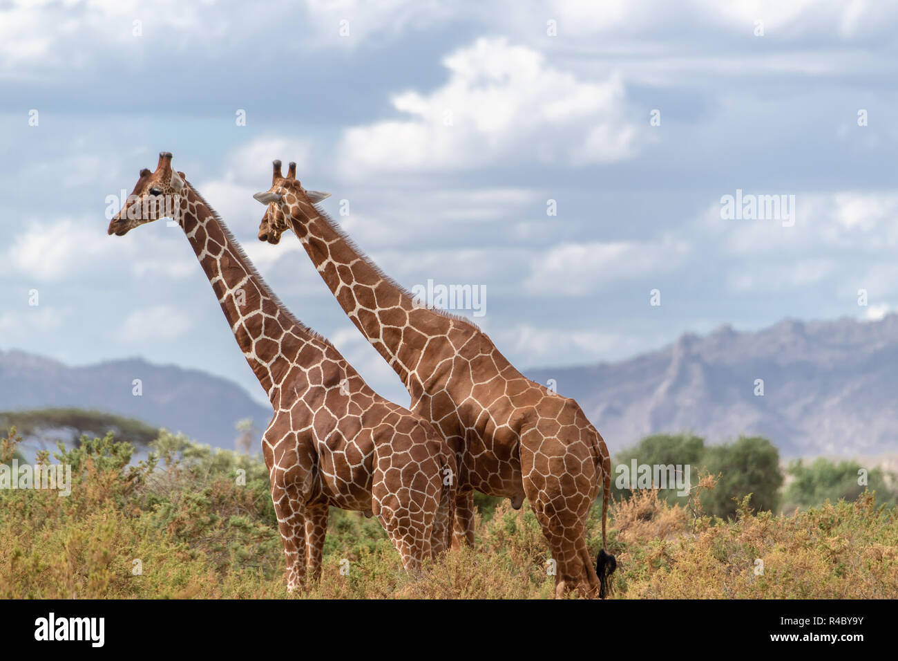 Two adult male reticulated giraffes (Giraffa camelopardalis reticulata ...