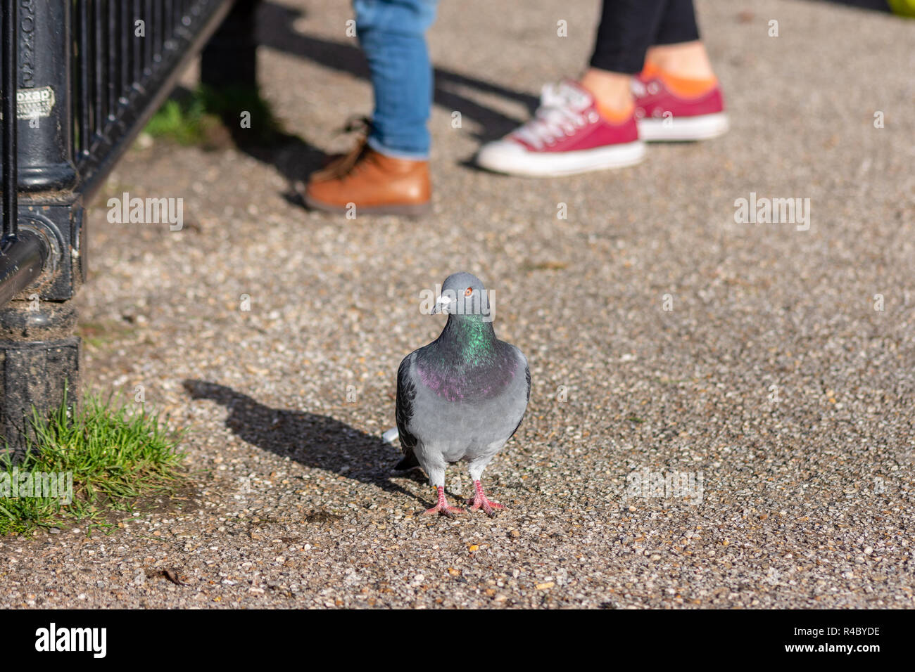 A common feral pigeon (columba livia domestica) stood in front 2 sets ...