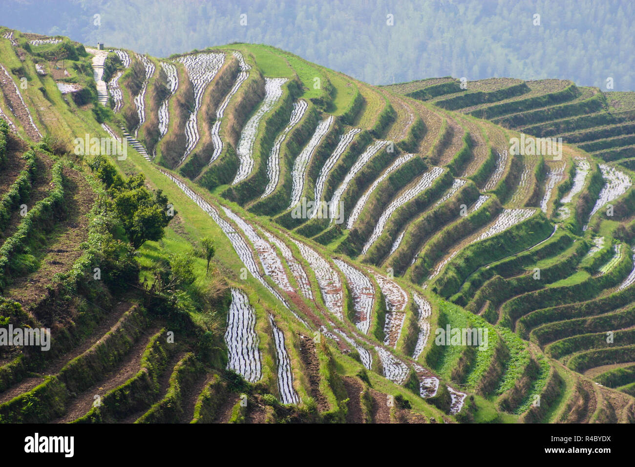 Longji Rice Terraces Stock Photo - Alamy