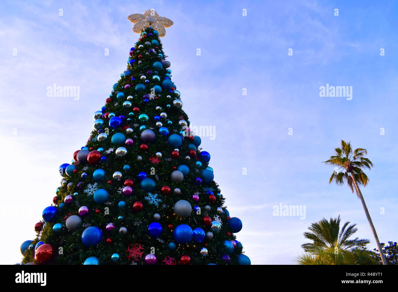 Pine tree in orlando hi-res stock photography and images - Alamy