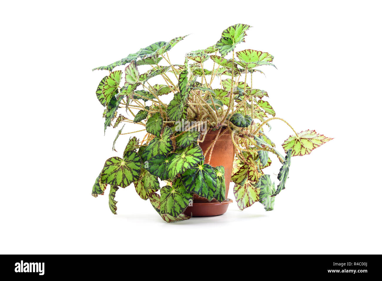 Flower begonia in botanical Cut Out Stock Images & Pictures - Alamy