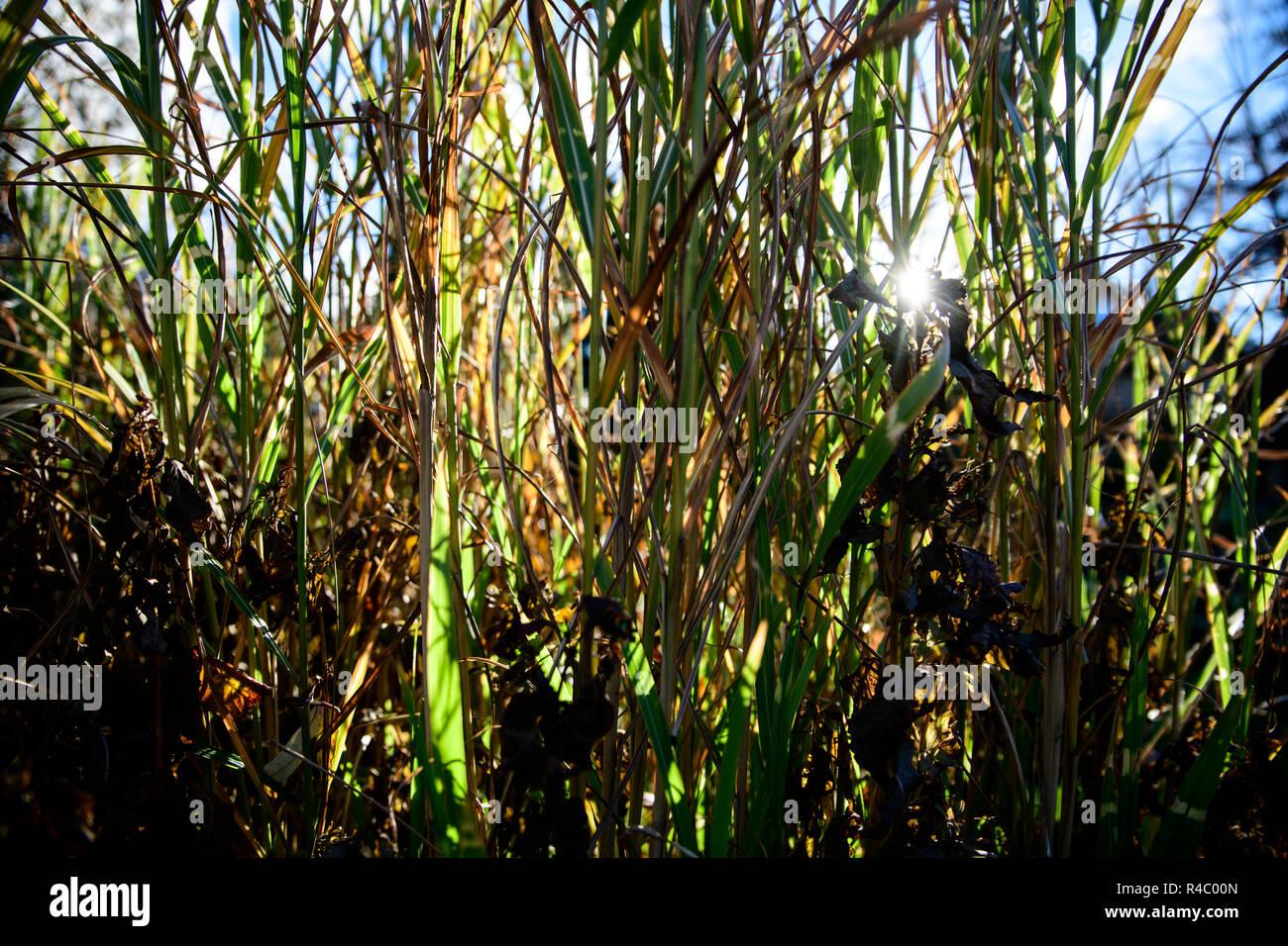 Backlit garden grasses in the autumn light Stock Photo - Alamy