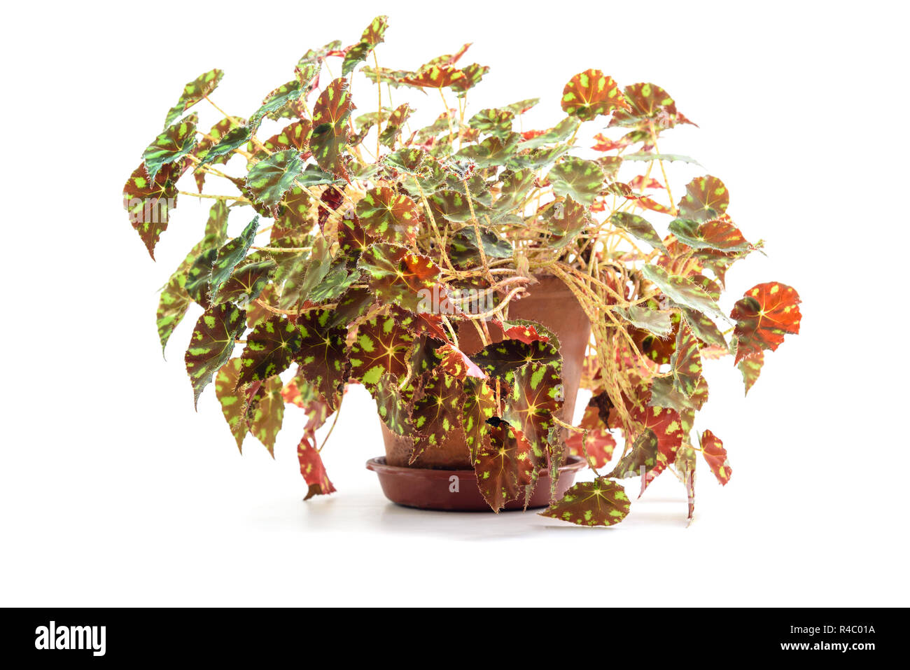 Flower begonia in botanical Cut Out Stock Images & Pictures - Alamy