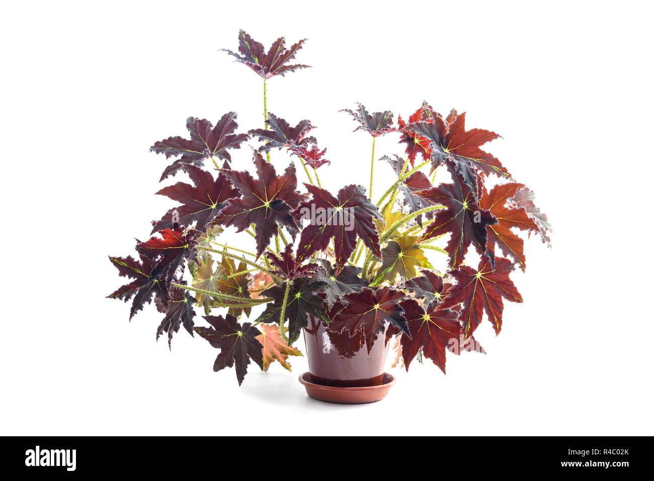 Flower begonia in botanical Cut Out Stock Images & Pictures - Alamy