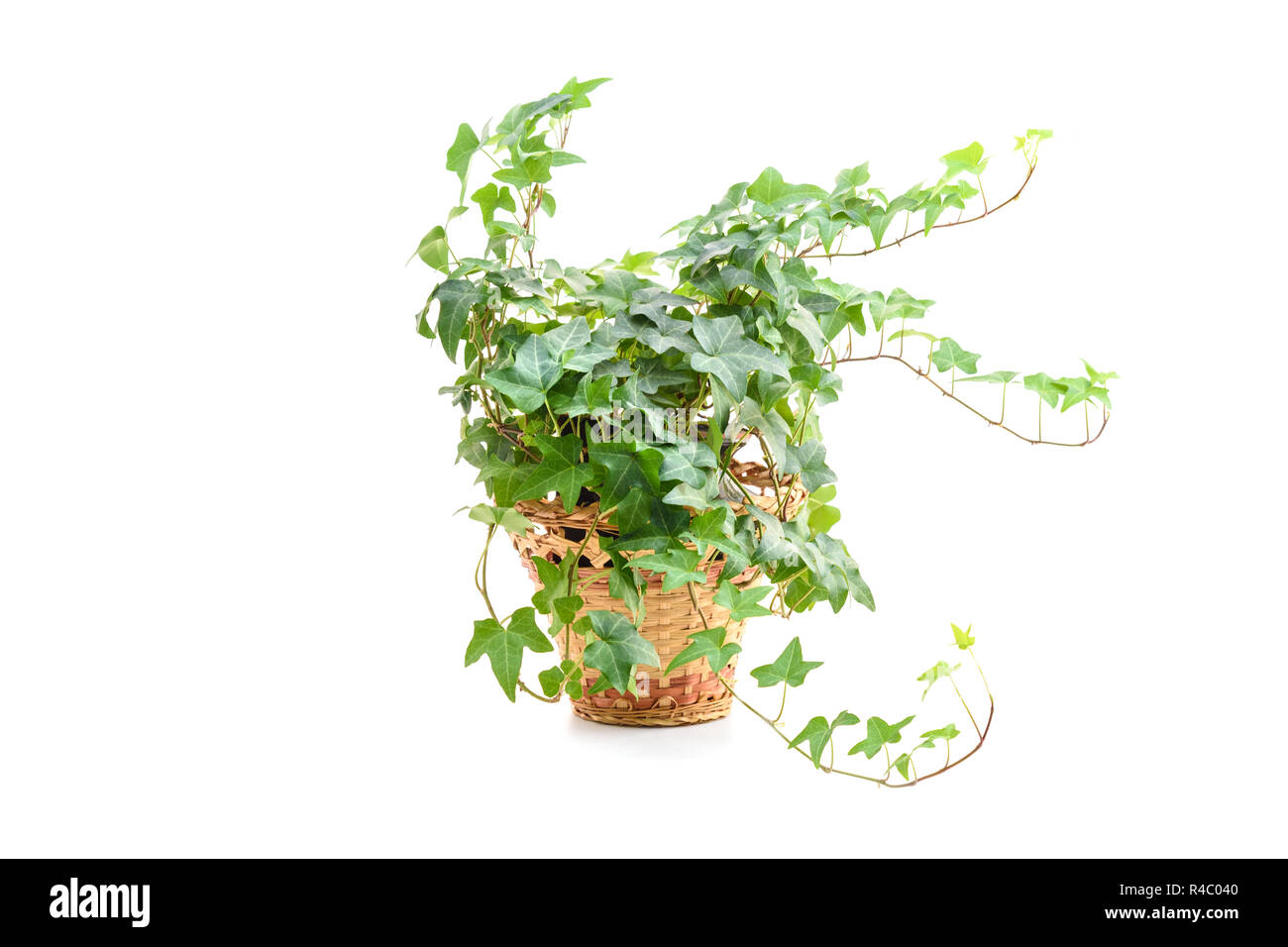 Hedera helix ivy hi-res stock photography and images - Alamy