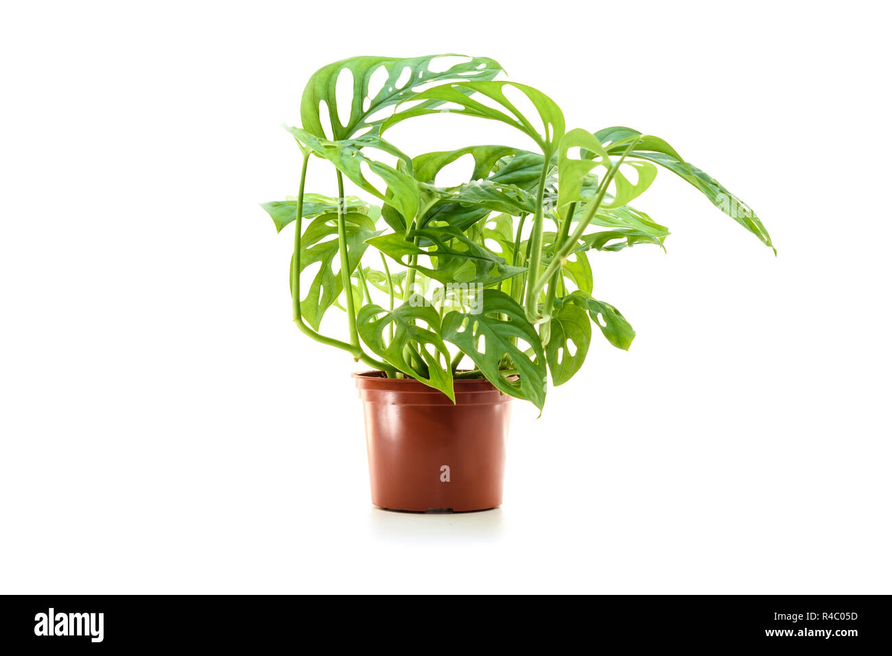 Holes plant Cut Out Stock Images & Pictures - Alamy