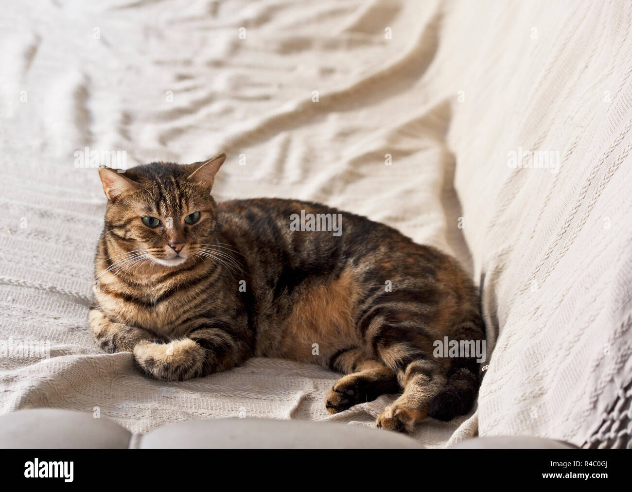 Nice nice cat hi-res stock photography and images - Alamy