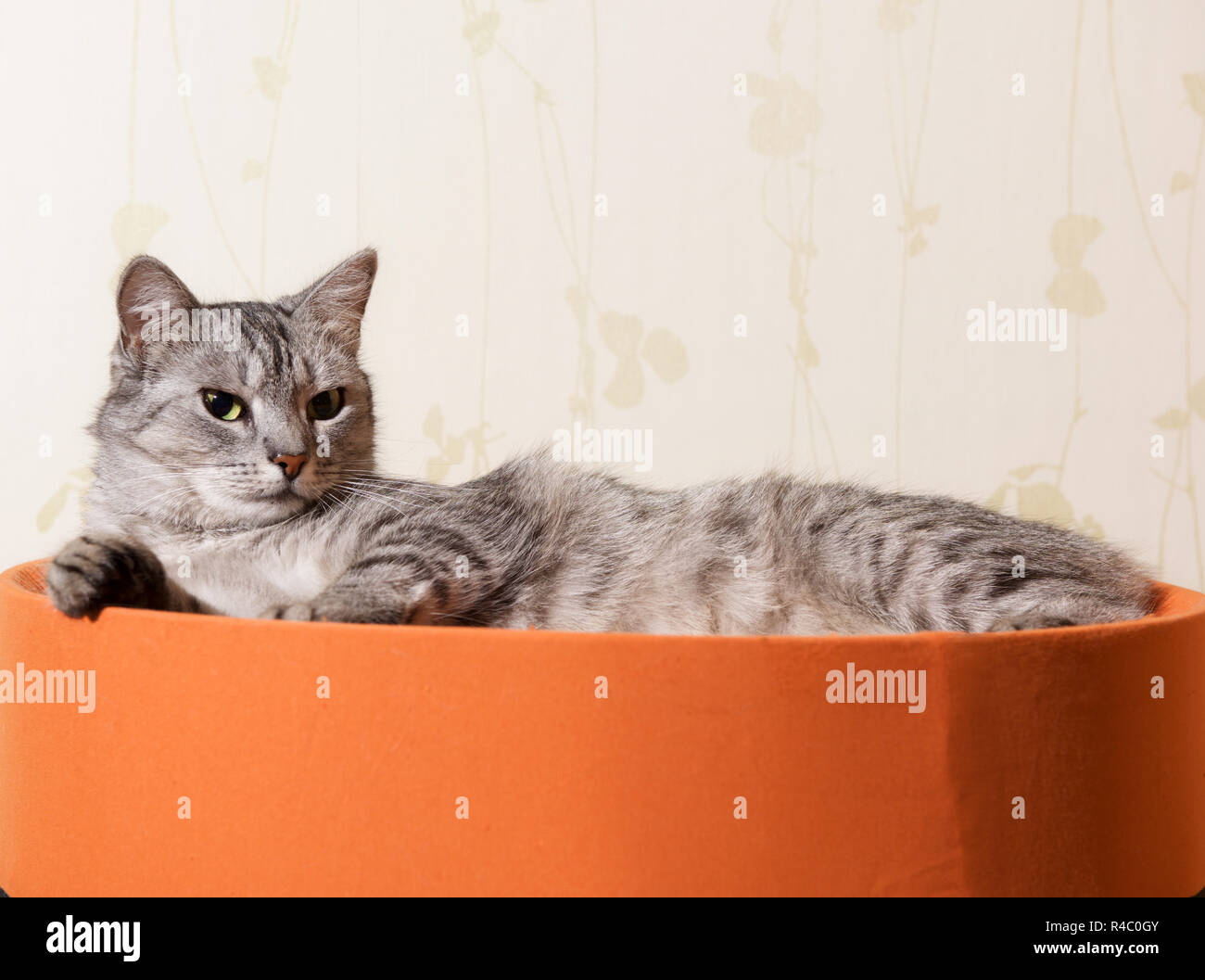 Pleading animal hi-res stock photography and images - Alamy