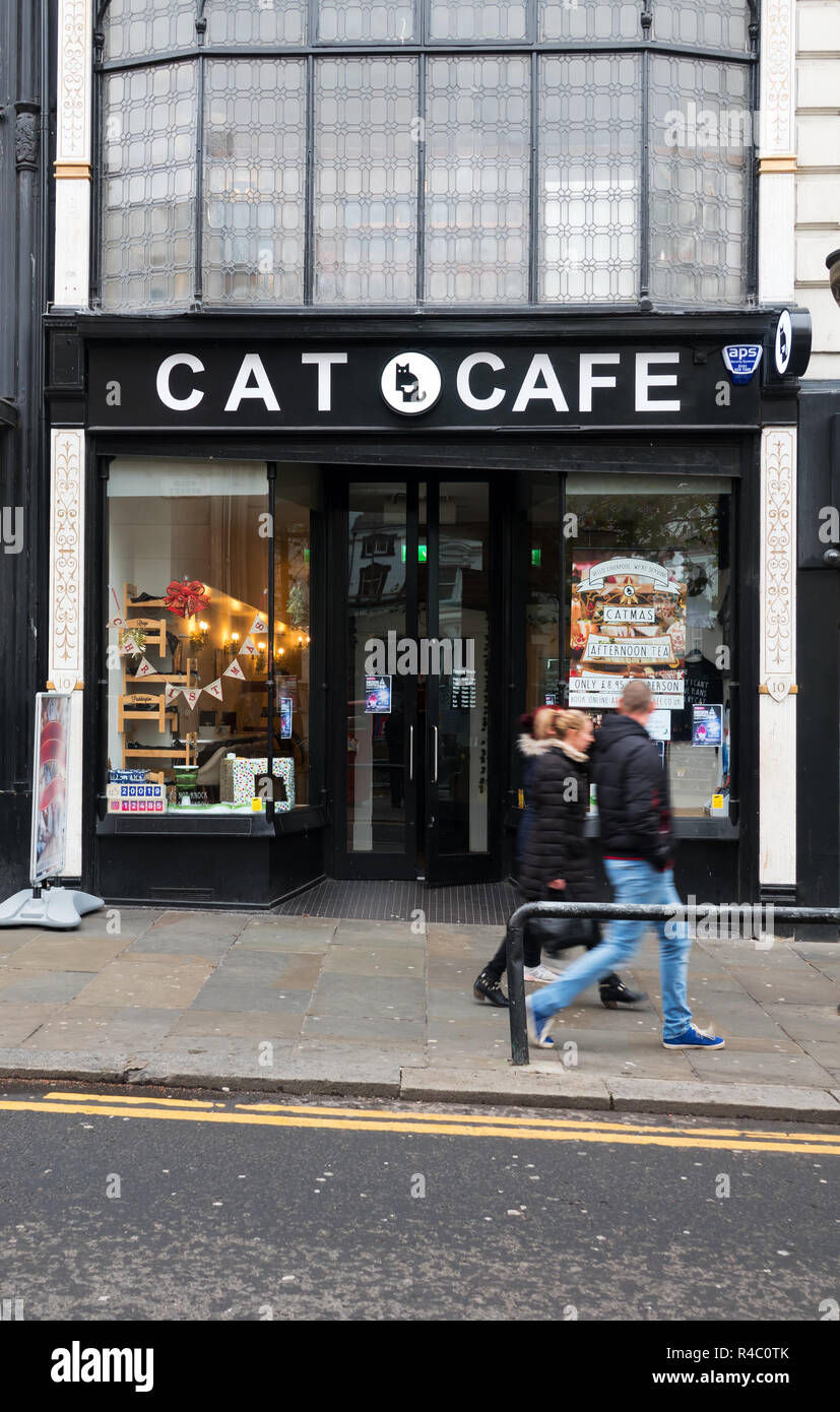 Cat cafe liverpool hi-res stock photography and images - Alamy