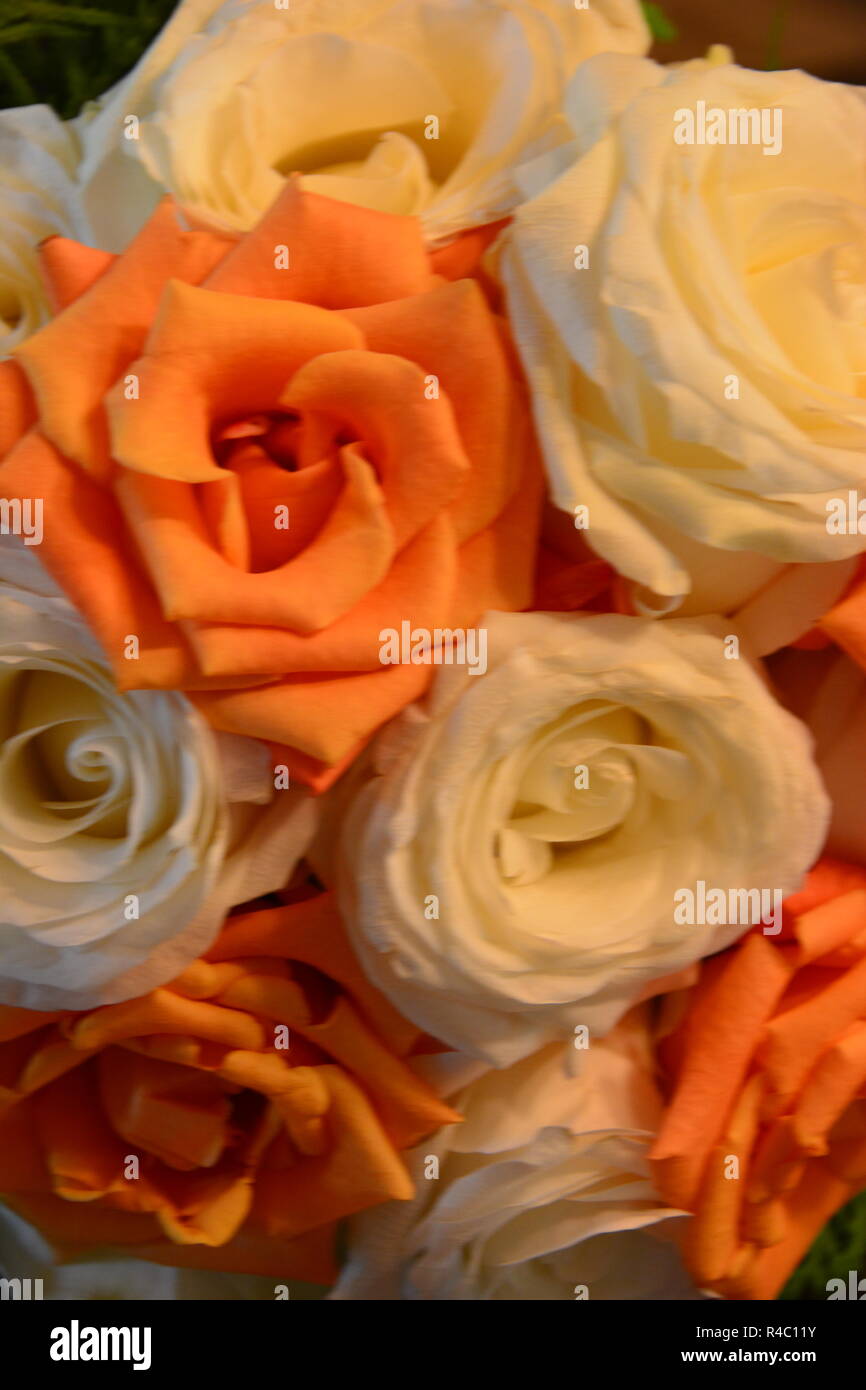 Fragrent flower hi-res stock photography and images - Alamy