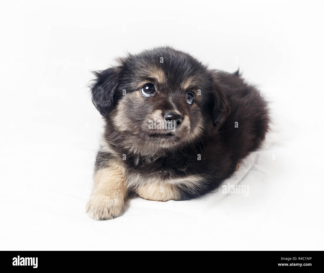 Sweet puppy dog Stock Photo - Alamy