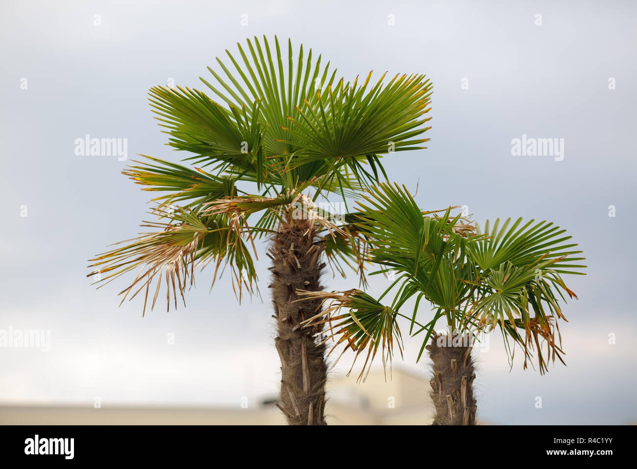 Two palm trees Stock Photo - Alamy