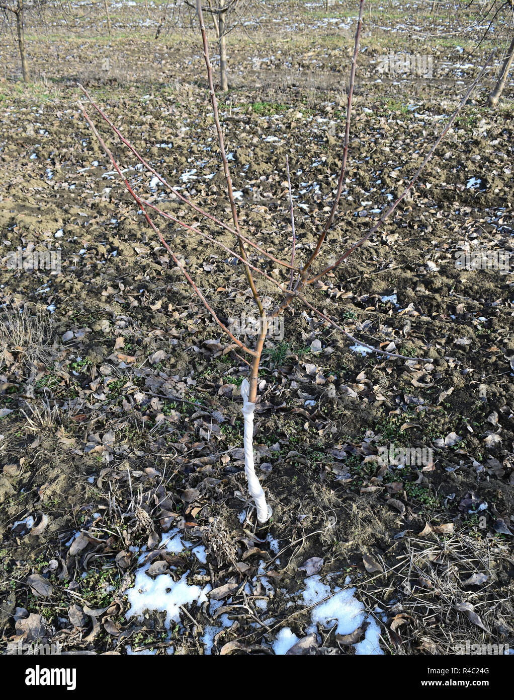 Young apple tree with a trunk protected birds Stock Photo - Alamy