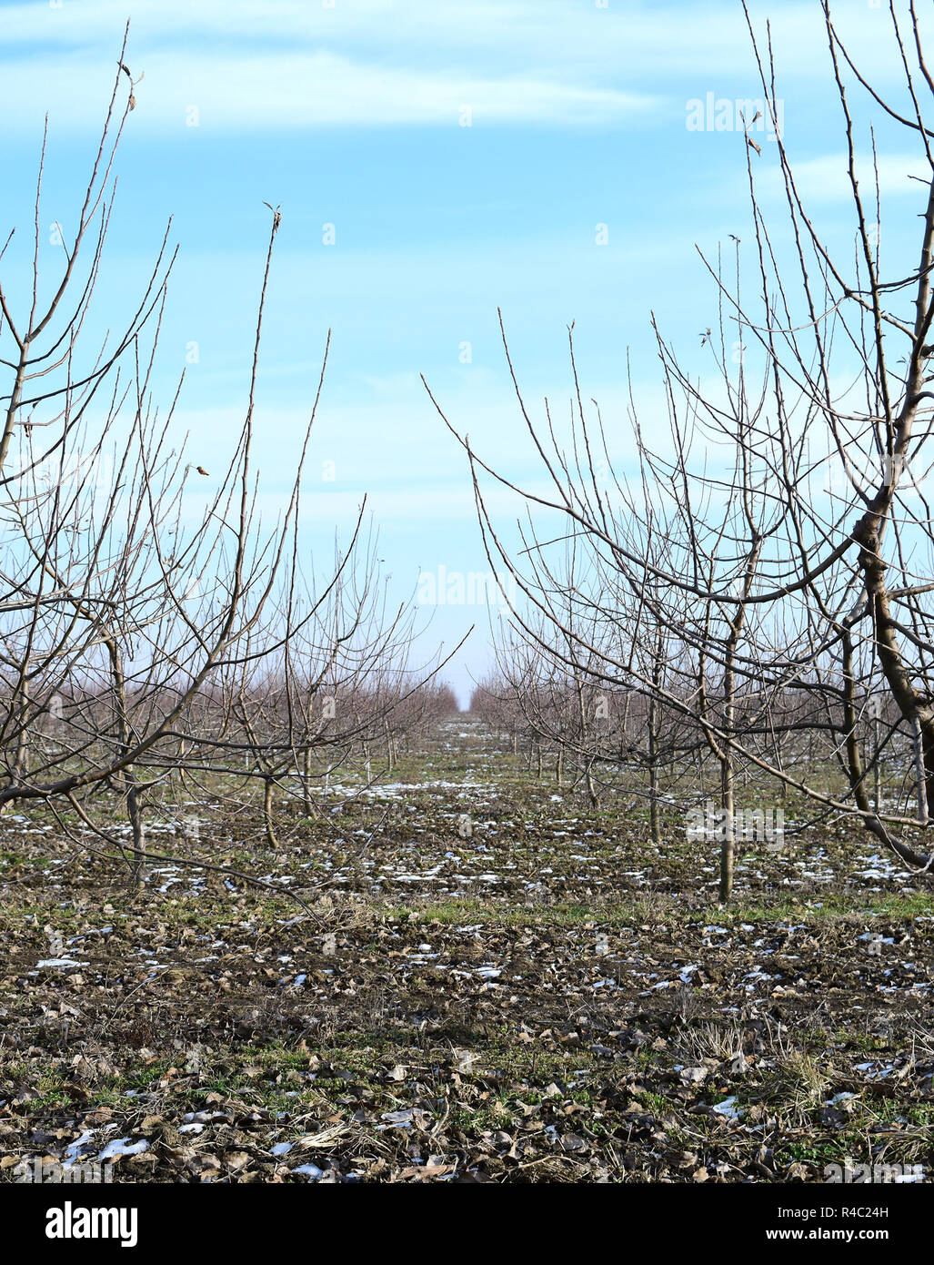 Bulb planting apple tree hi-res stock photography and images - Alamy