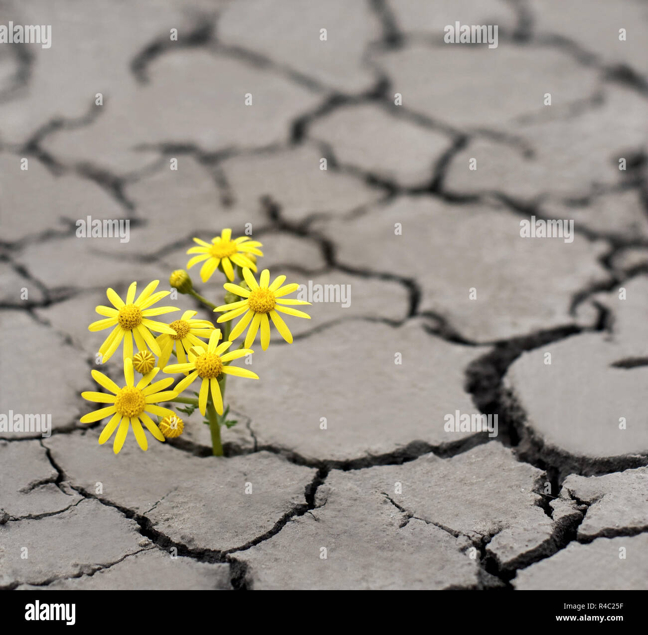 Life in extreme conditions Stock Photo - Alamy