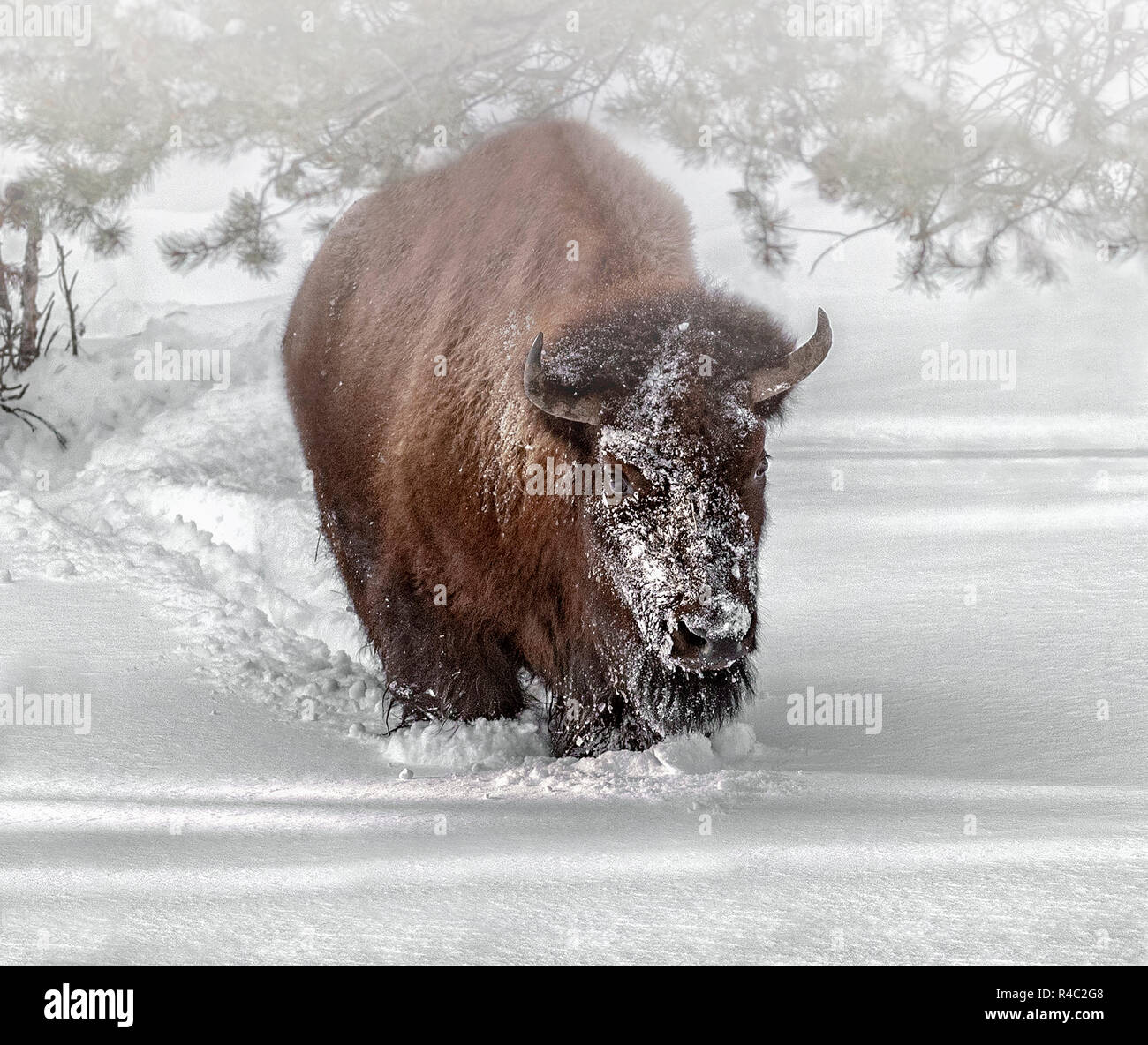 American Bison in snow Stock Photo - Alamy