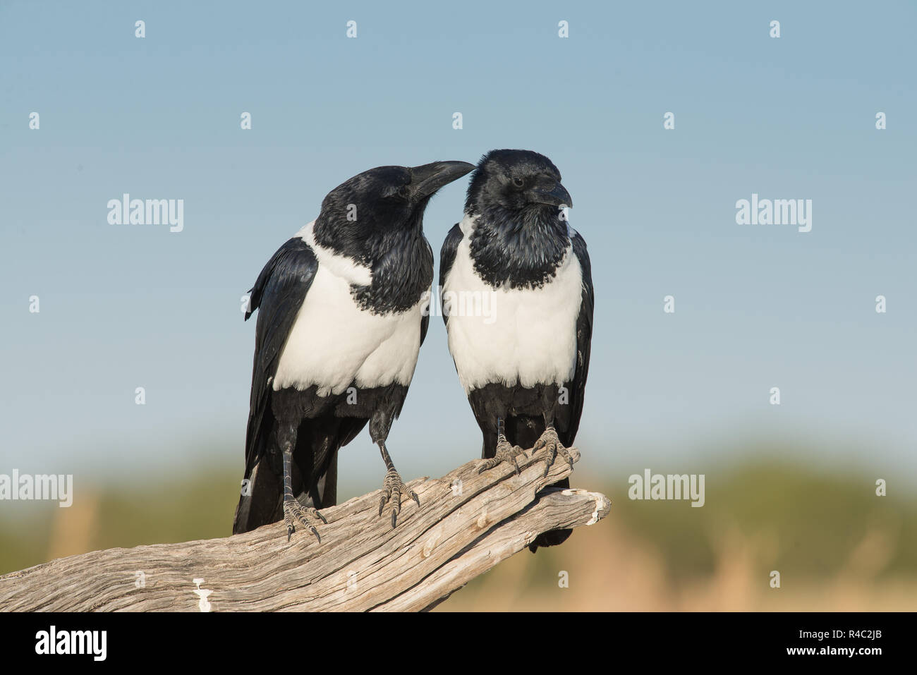 Two pied crows hi-res stock photography and images - Alamy