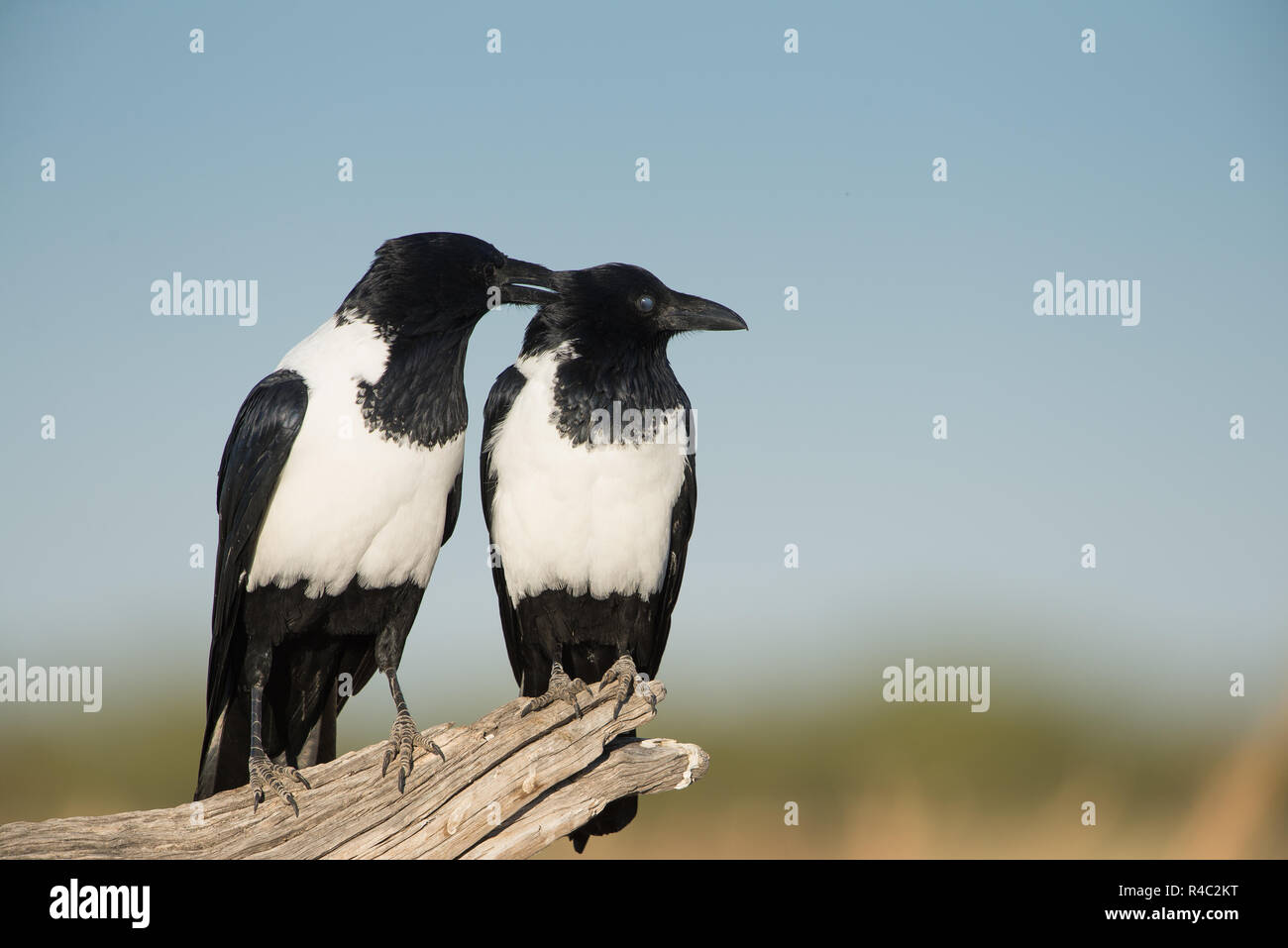 To pied crows sitting together Stock Photo - Alamy
