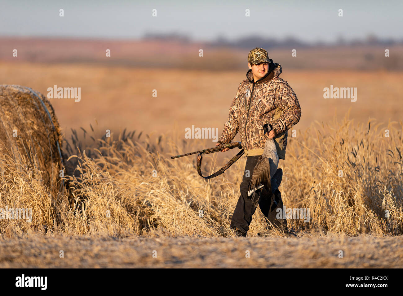Lesser Canada Goose High Resolution Stock Photography and Images - Alamy