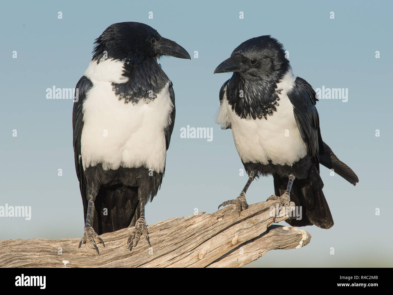 To pied crows sitting together Stock Photo - Alamy