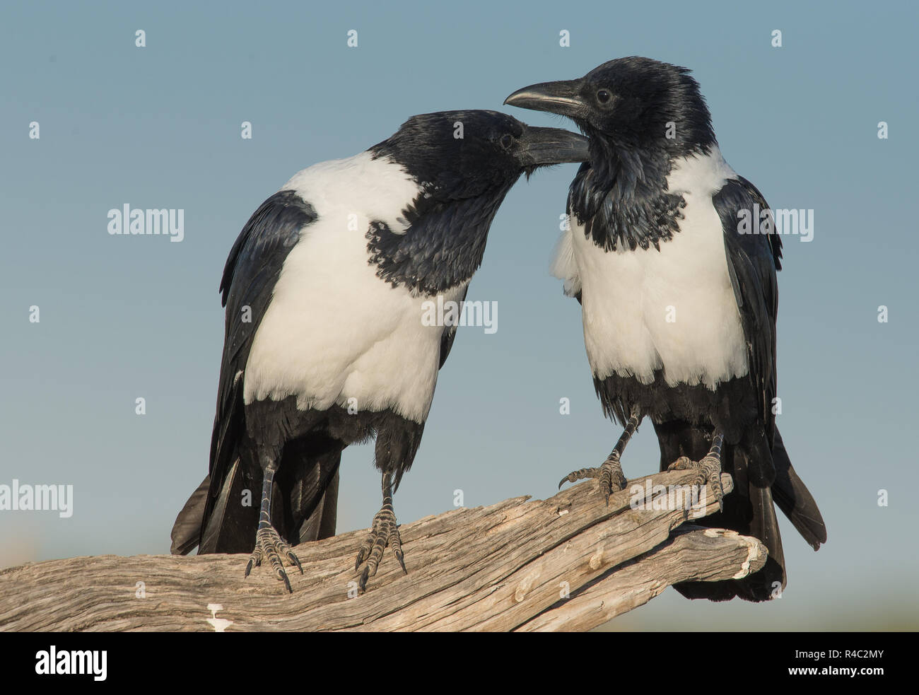 Two pied crows hi-res stock photography and images - Alamy