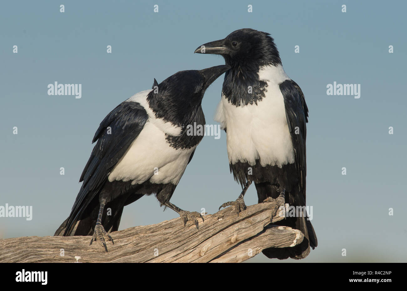 To pied crows sitting together Stock Photo - Alamy