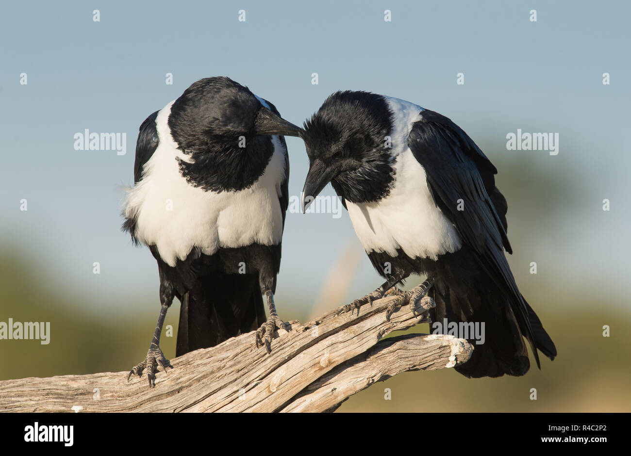 Two pied crows hi-res stock photography and images - Alamy