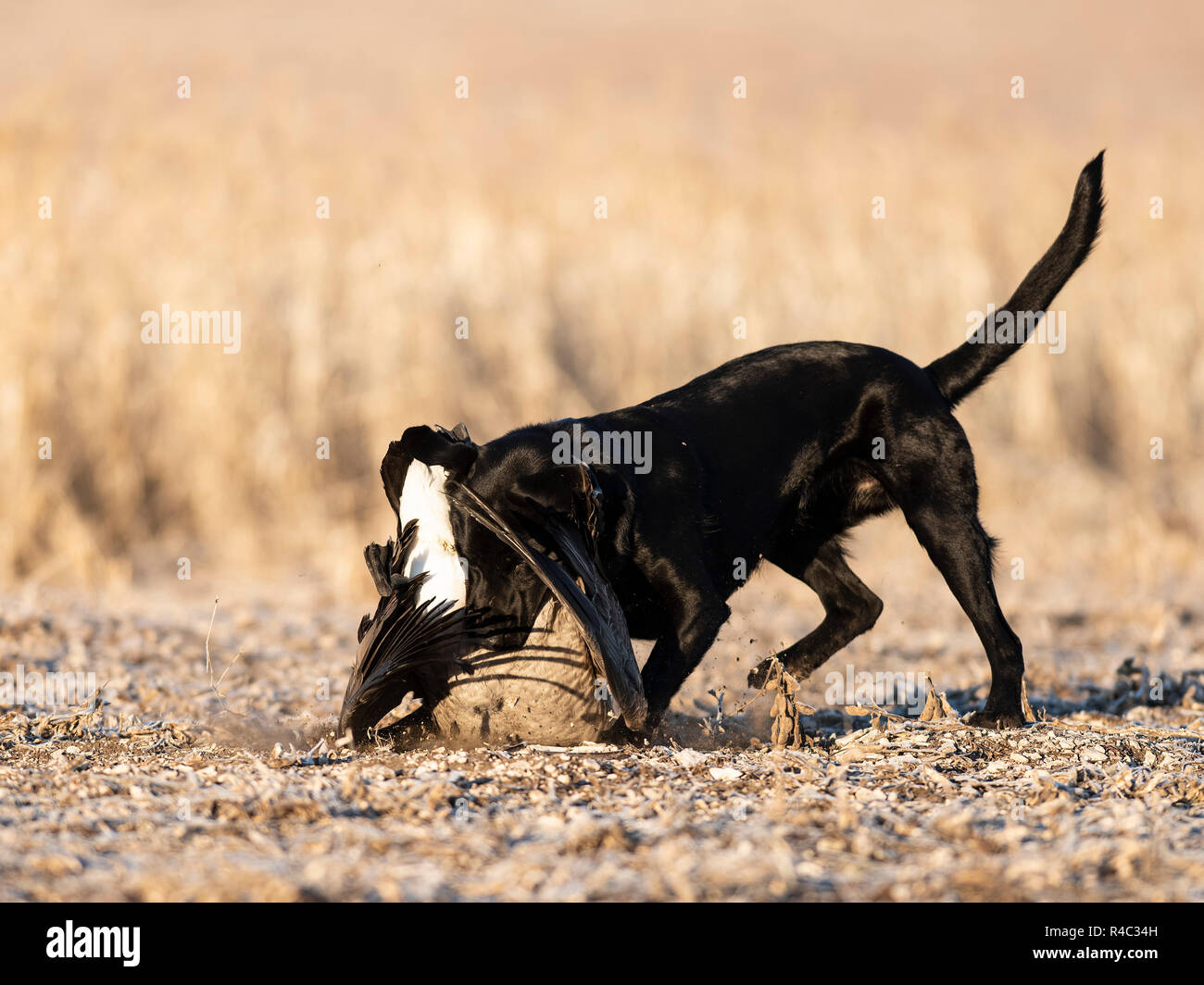 A Black Labrador Retriever with a Canada goose in Kansas Stock Photo ...