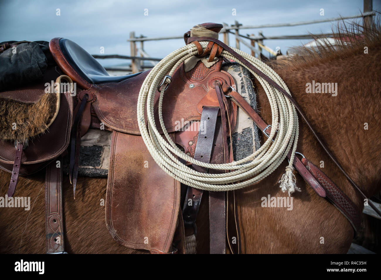 Close up of the cantle hi-res stock photography and images - Alamy