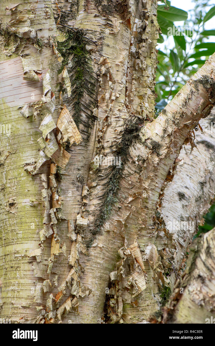 Close-up, macro image of the attractive peeling bark on the trunk and ...