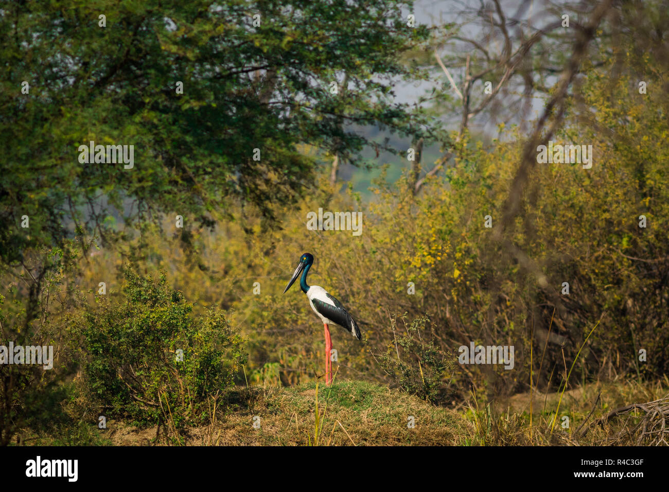 Black-necked stork female at keoladeo national park, india Stock Photo ...