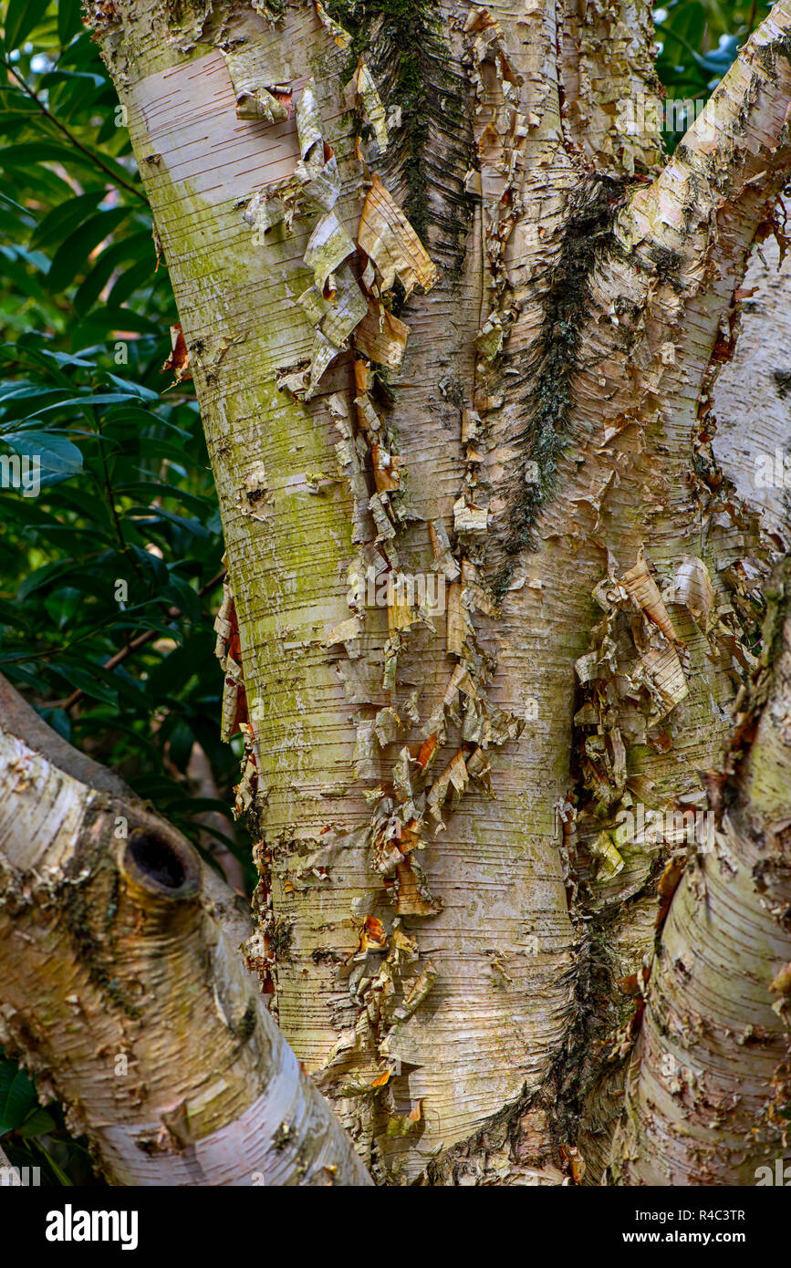 Close-up, macro image of the attractive peeling bark on the trunk and ...
